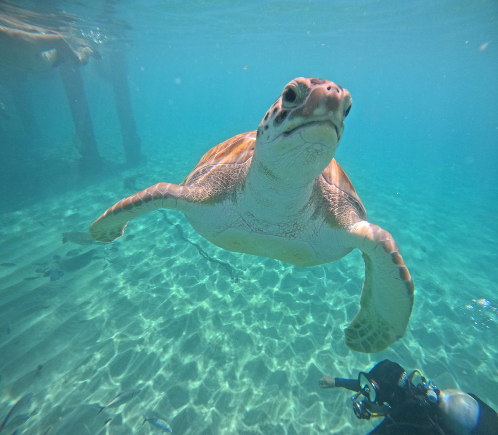 Beaches in Curaçao: Where to Swim, Snorkel & See Turtles - Wandering ...