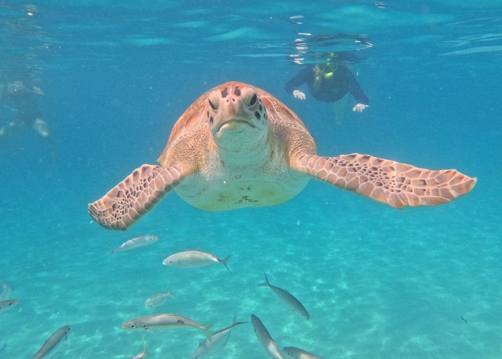Beaches in Curaçao: Where to Swim, Snorkel & See Turtles - Wandering ...